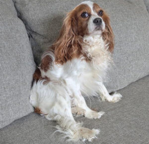 Welcome to Cavalier Rescue USA