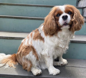 Welcome to Cavalier Rescue USA