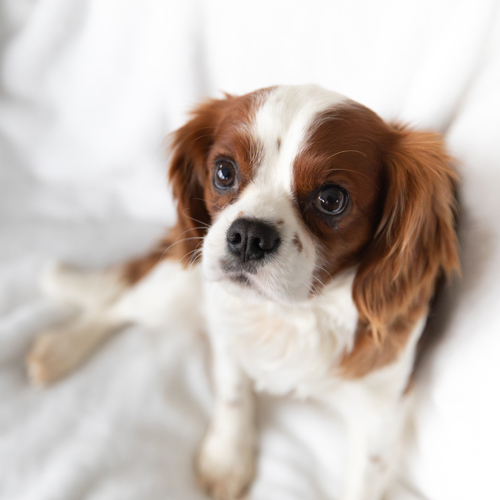 Welcome to Cavalier Rescue USA