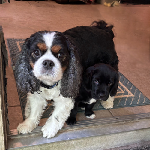 Welcome to Cavalier Rescue USA